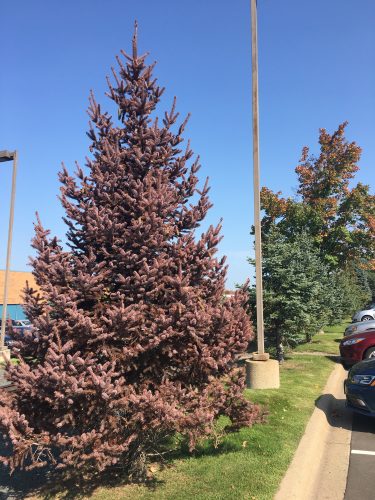 I love it when the pine trees change colors in the fall. This one is ...
