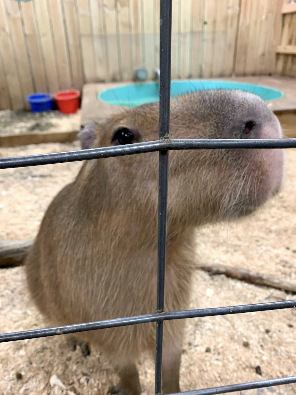 Went to the mall to feed a Capybara. | TwisterMc